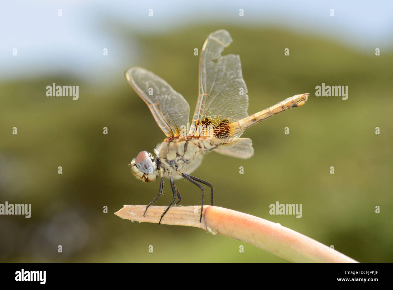 Basker Dragonfly (Urothemis species) Shaba National Reserve, Kenya ...