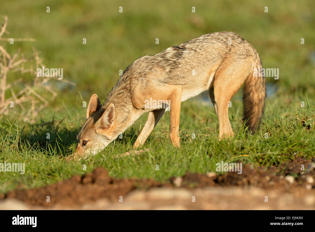 Jackal head hi-res stock photography and images - Alamy