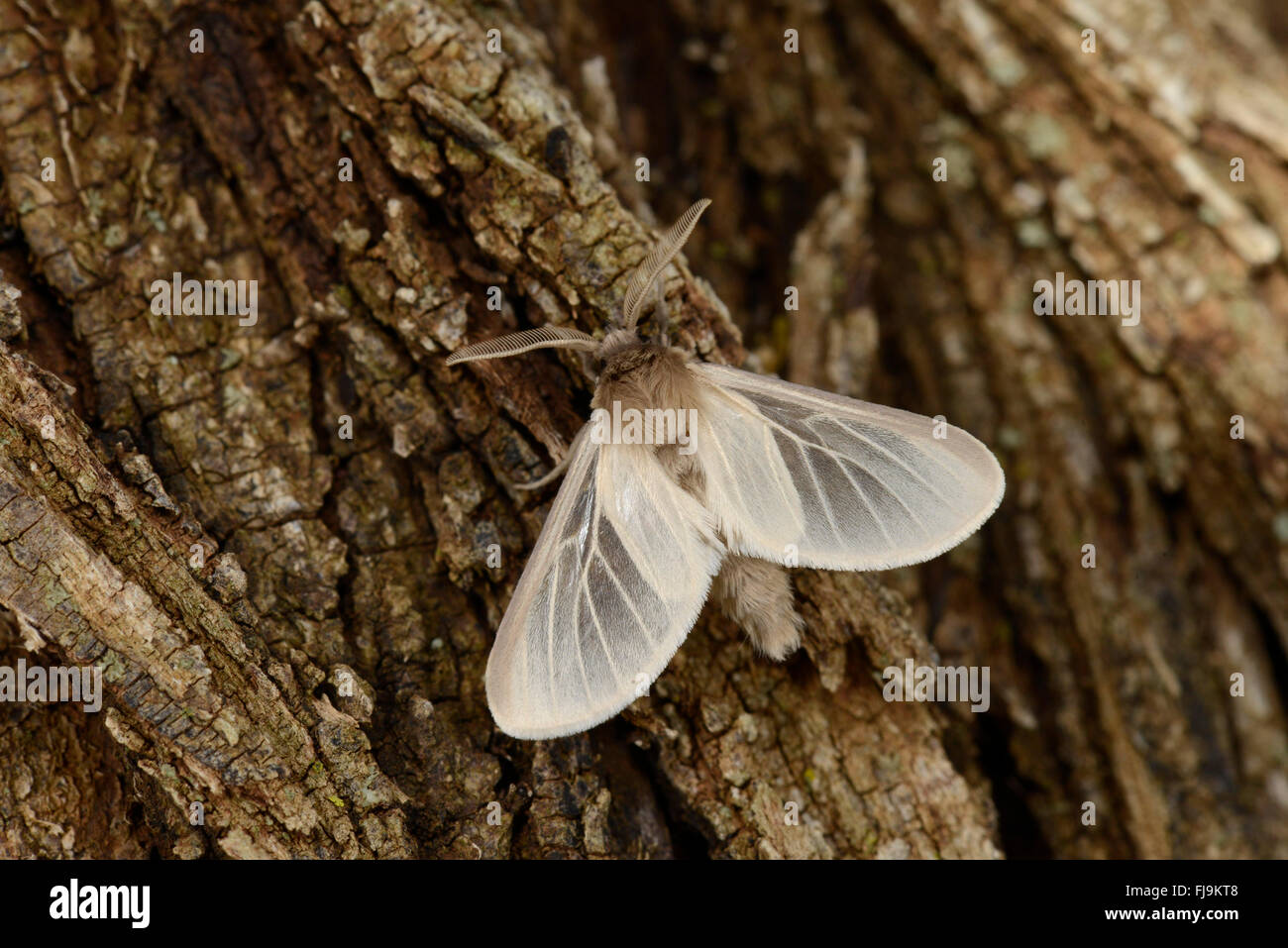 Ghost moth hi-res stock photography and images - Alamy