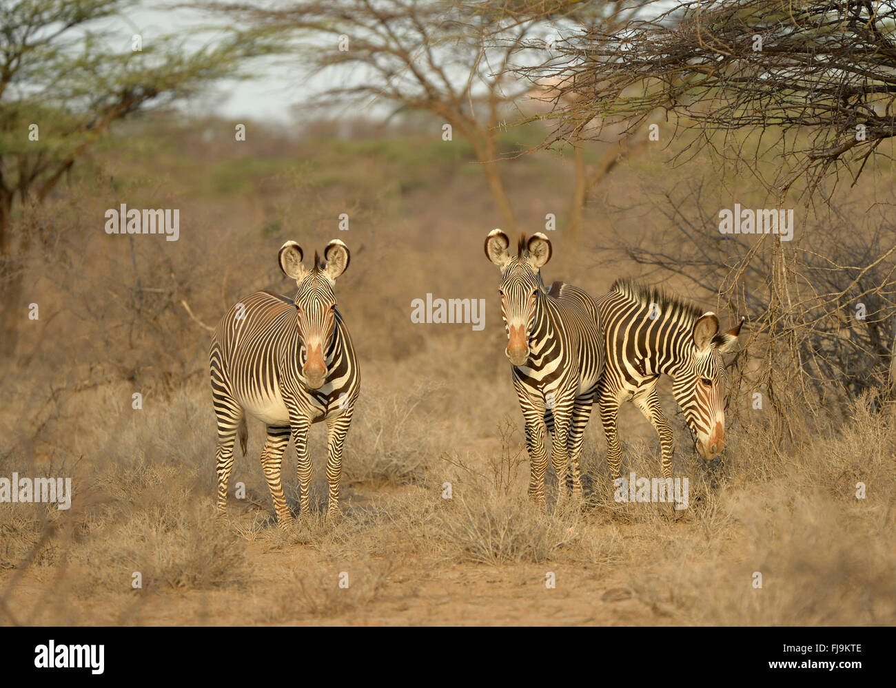 Grevys zebra group hi-res stock photography and images - Alamy