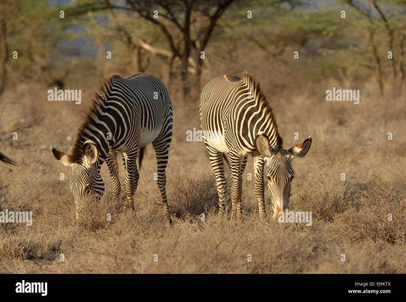Grevy's Zebra (Equus grevyi) two grazing together in dry scubland ...