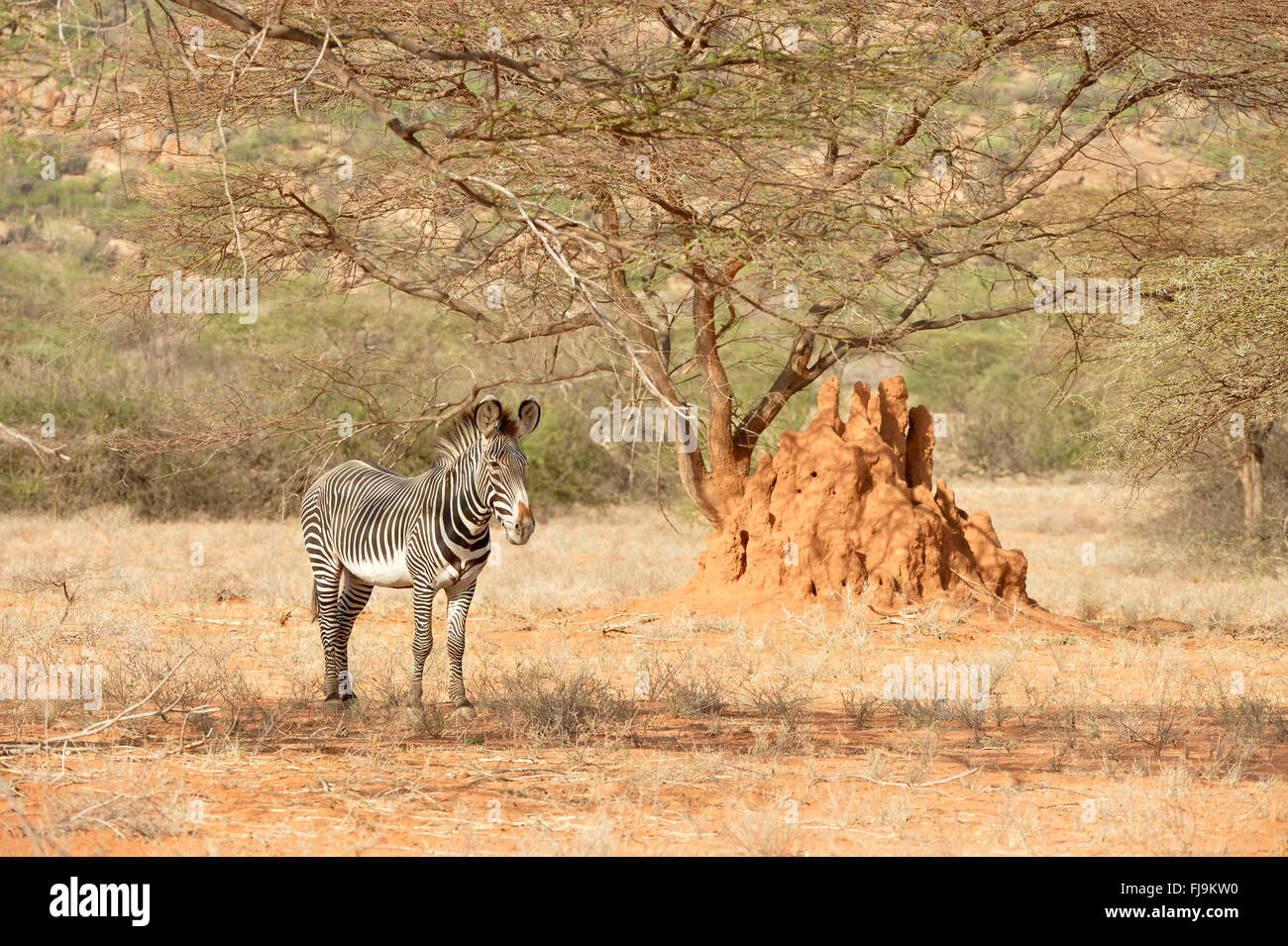 Grevy's Zebra (Equus grevyi) lone stallion standing in dry scubland ...