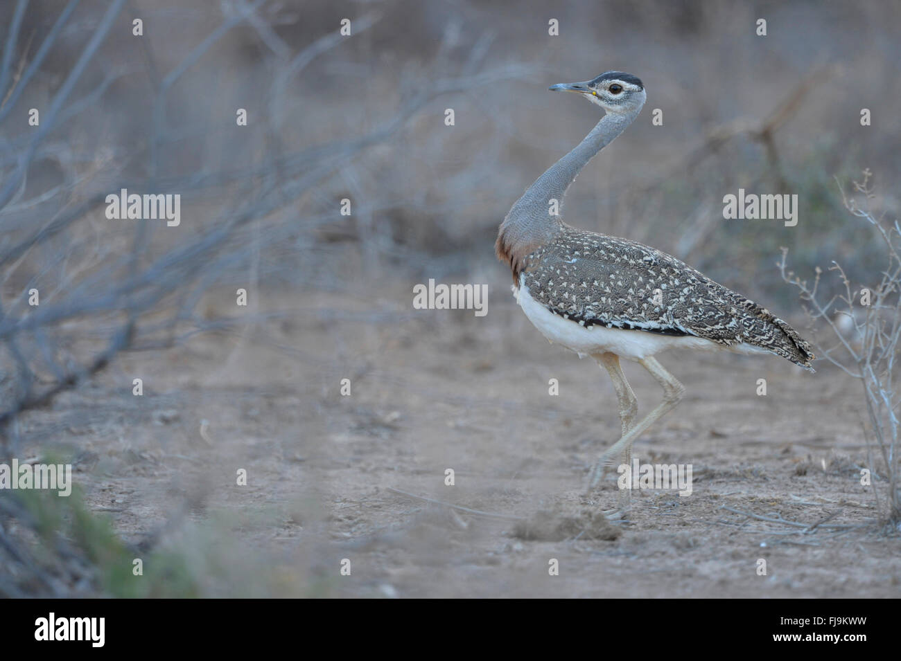Heuglin's bustard hi-res stock photography and images - Alamy
