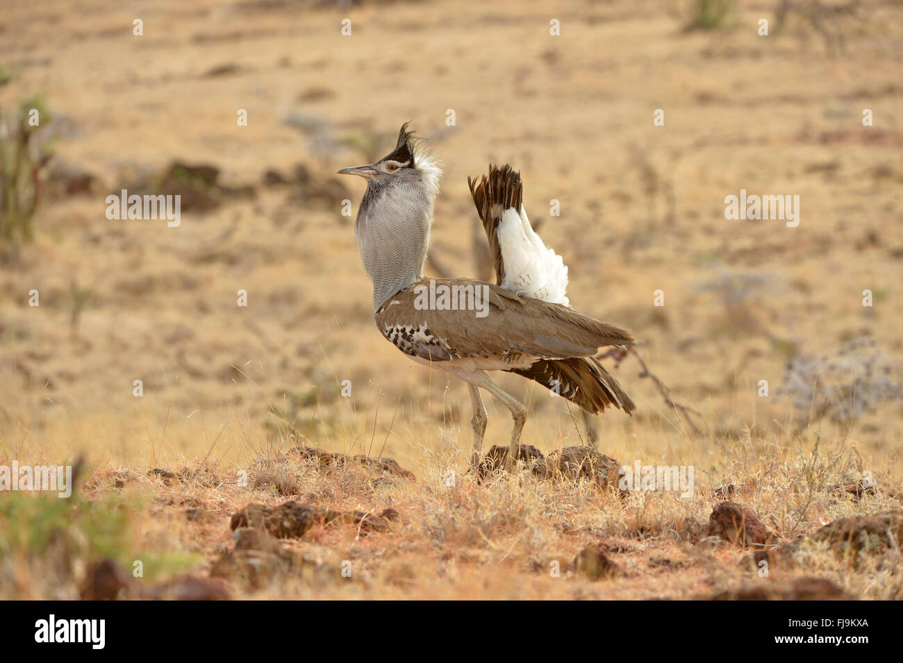 Kori Bustard (Ardeotis kori) adult male displaying, Lewa Wildlife ...