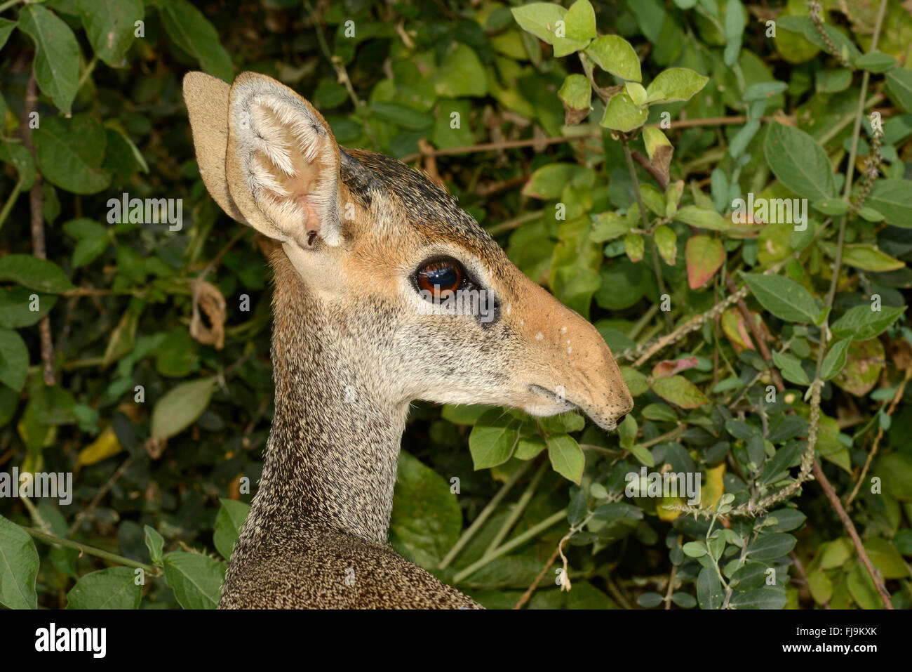 Kirk's Dikdik (Madoqua kirkii) close-up of head and neck, Shaba National Reserve, Kenya, October ...