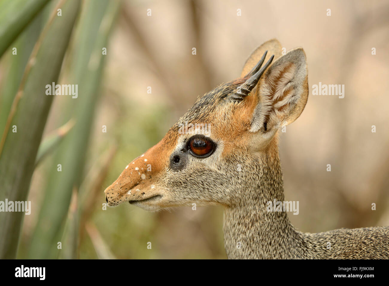 Kirk's Dikdik (Madoqua kirkii) close-up of head and neck, Shaba National Reserve, Kenya, October ...