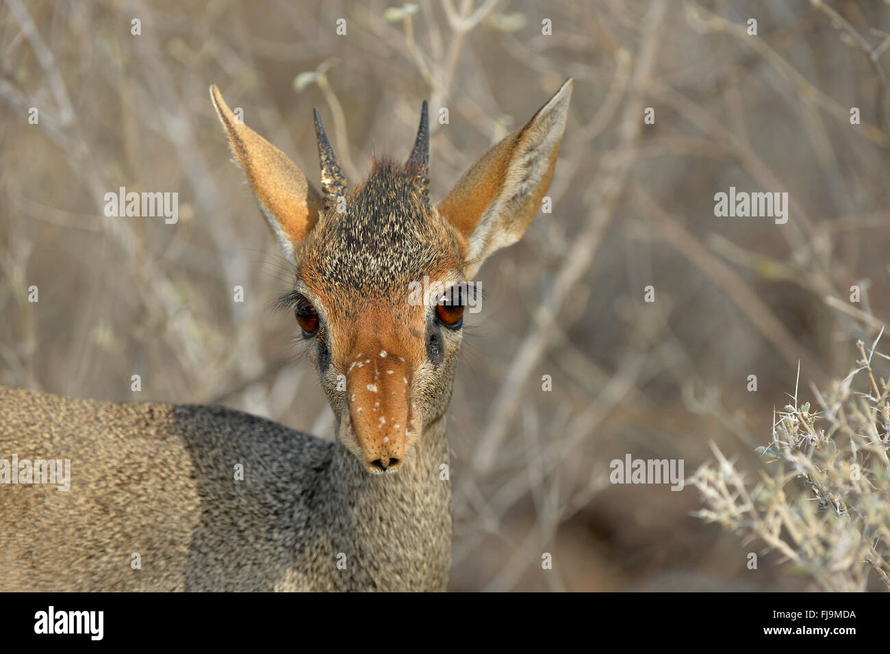 Kirk's Dikdik (Madoqua kirkii) close-up of head and neck, Shaba National Reserve, Kenya, October ...