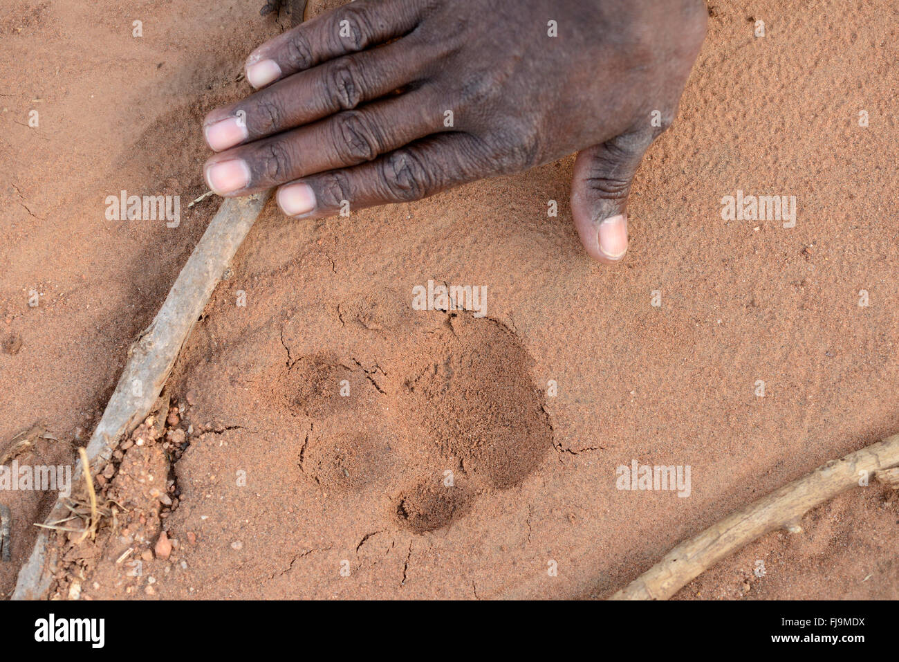 Leopard Footprint High Resolution Stock Photography and Images - Alamy