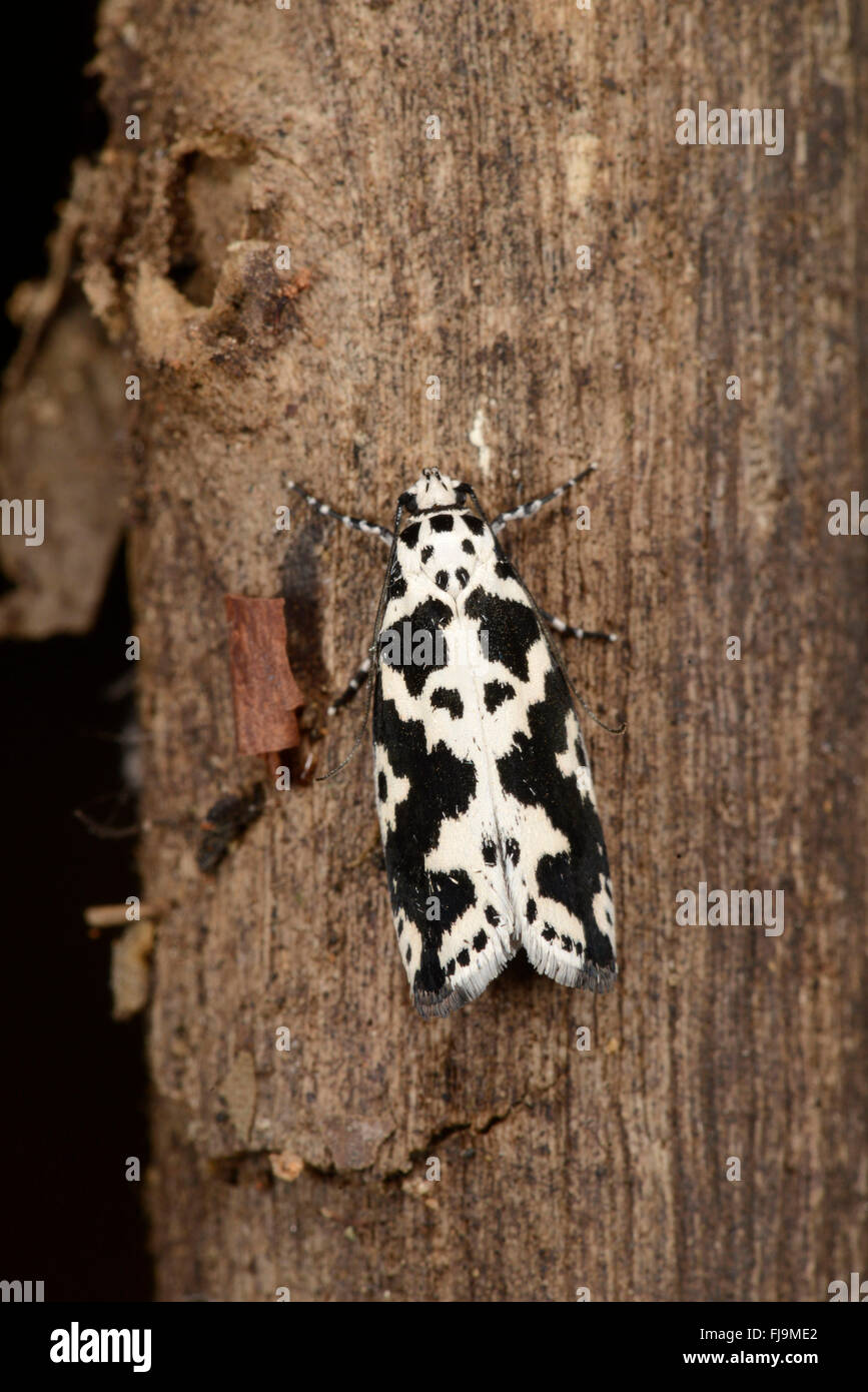 White Ermine Moth Stock Photos & White Ermine Moth Stock Images - Alamy