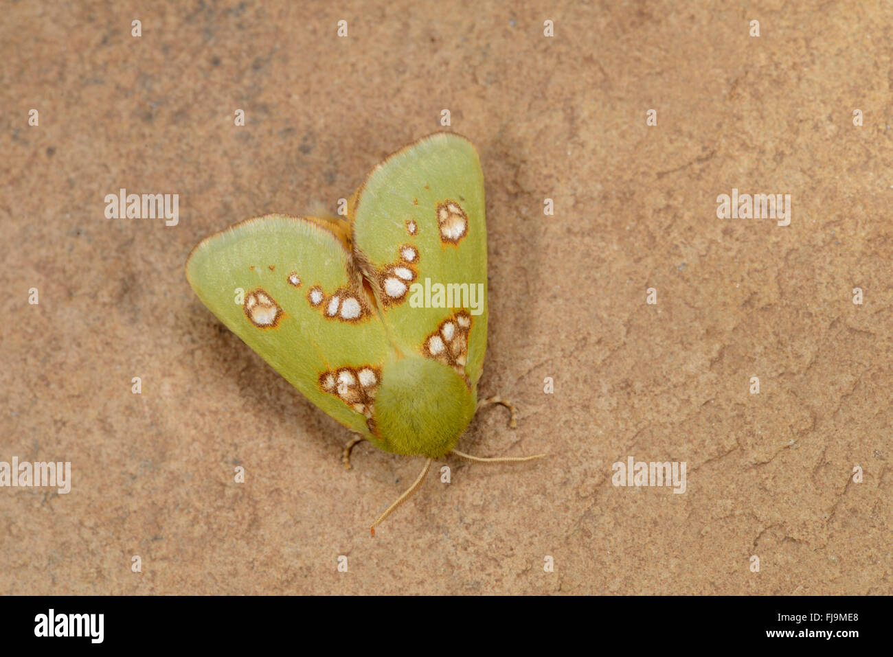 Green Slug Moth (Limacodidae) adult moth, Lewa Wildlife Conservancy ...