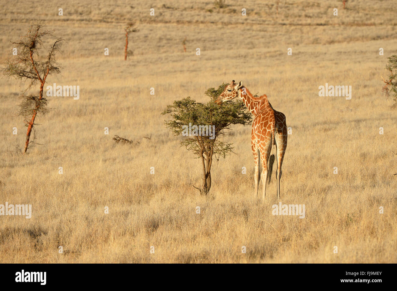 Reticulated Giraffe (Giraffa camelopardalis reticulata) juvenile ...