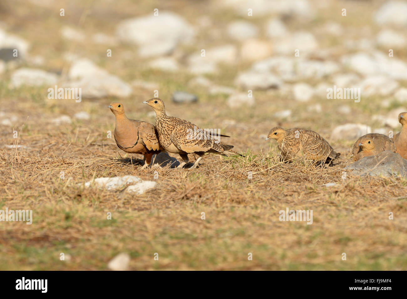 Chestnut bellied sandgrouse pterocles hi-res stock photography and ...