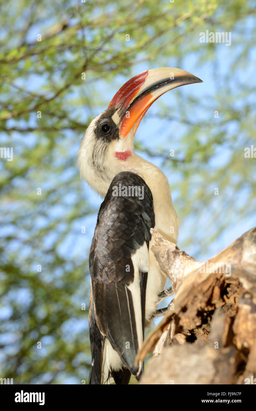 Von der Decken's Hornbill (Tockus deckeni) adult male perched on tree ...