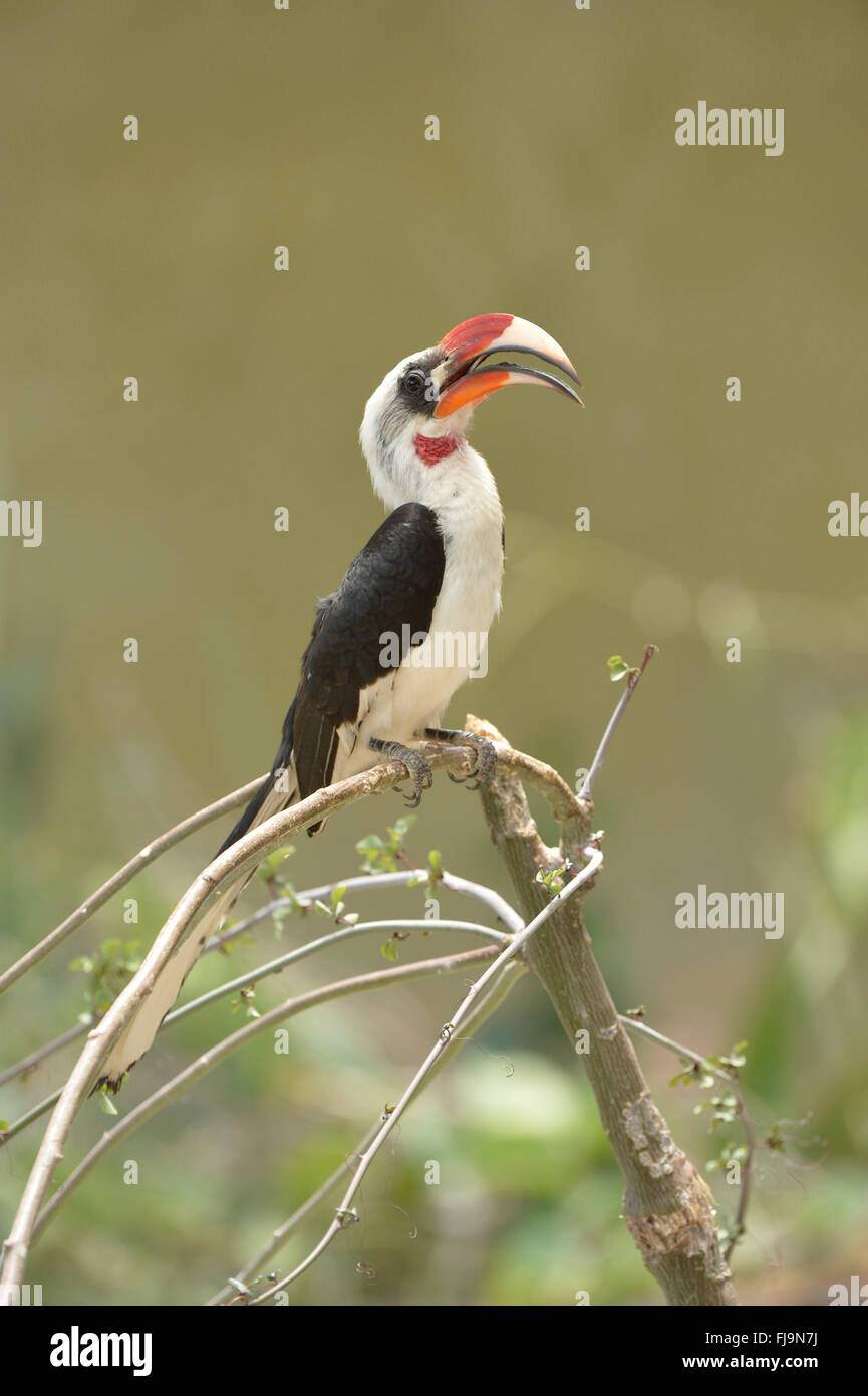 Von der Decken's Hornbill (Tockus deckeni) adult male perched on small ...