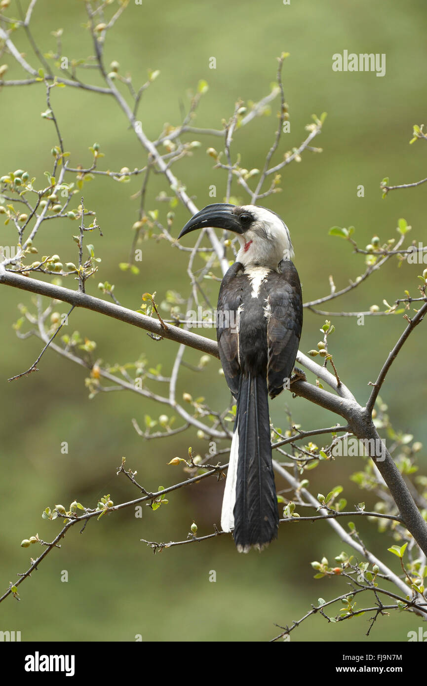 Von der Decken's Hornbill (Tockus deckeni) adult female perched on ...
