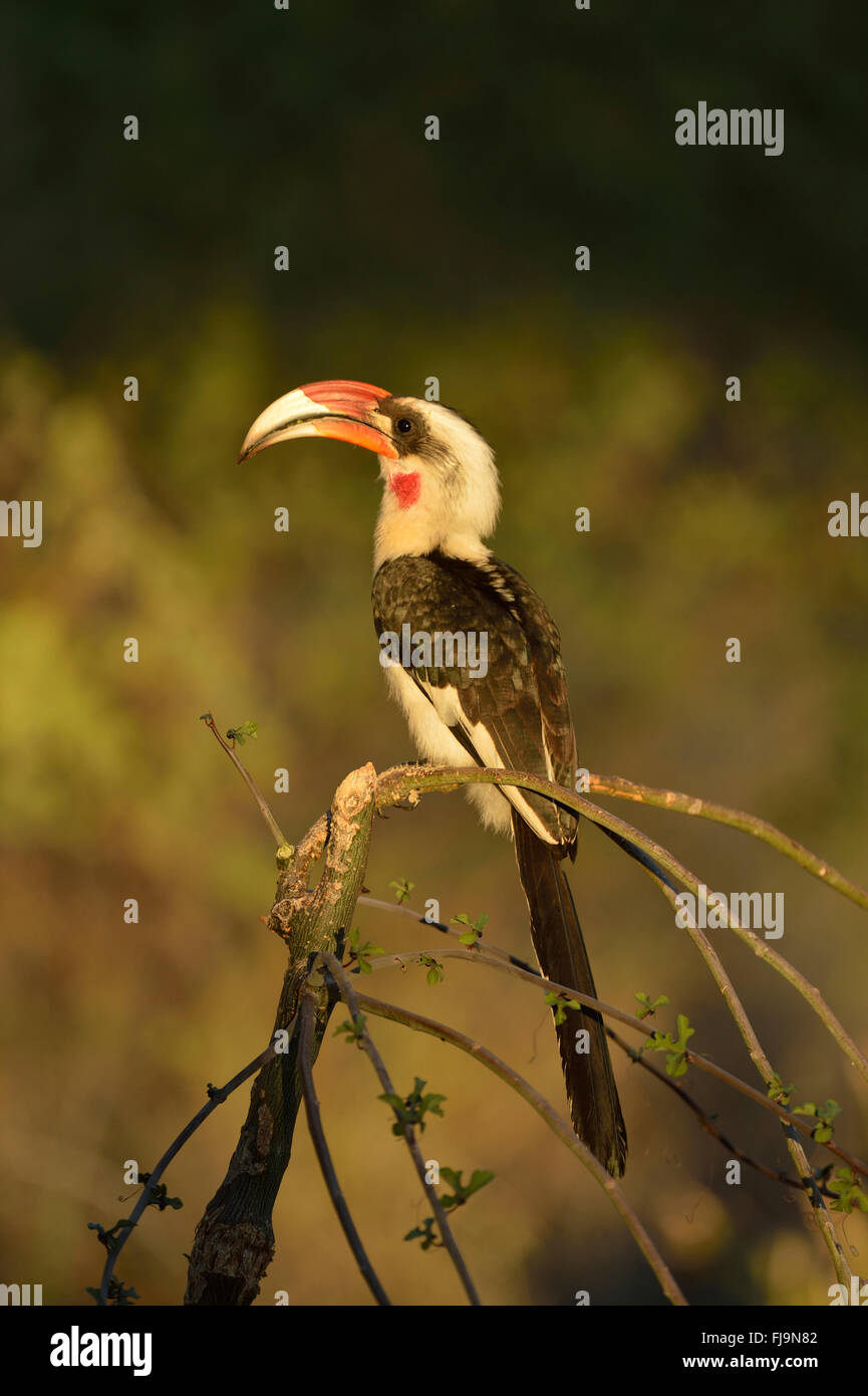 Von der Decken's Hornbill (Tockus deckeni) adult male perched on small ...