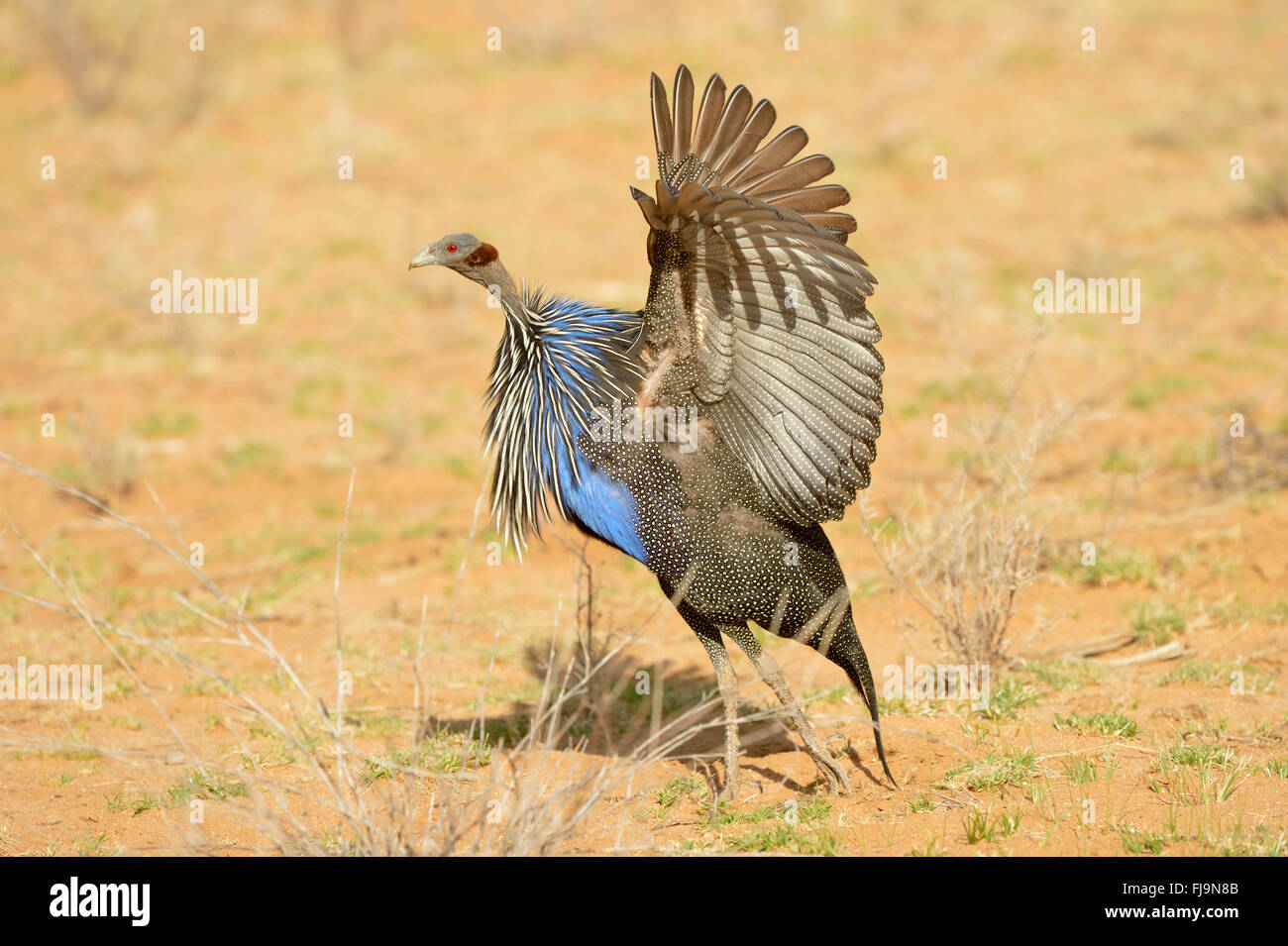 Vulturine Guineafowl (Acryllium vulturinum) adult with wings raised ...