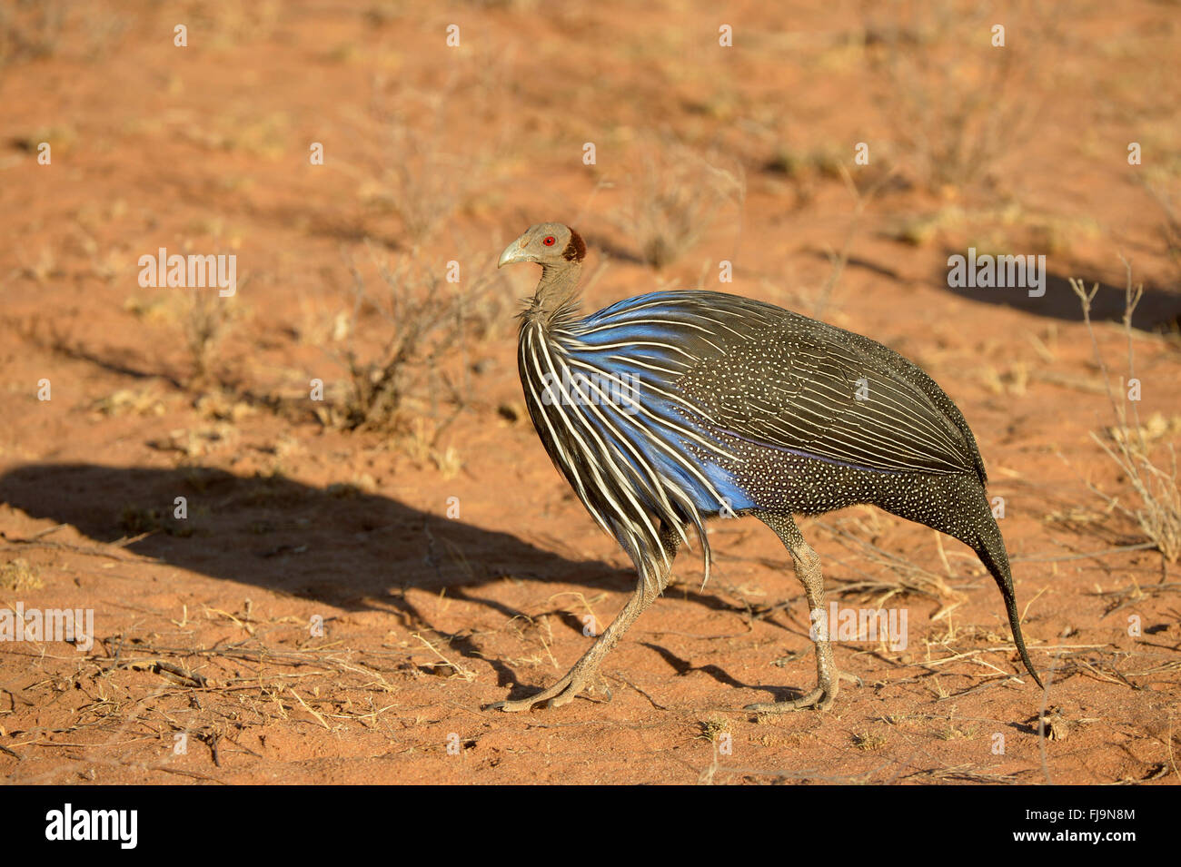Vulturine Guineafowl (Acryllium vulturinum) adult running across sandy ...