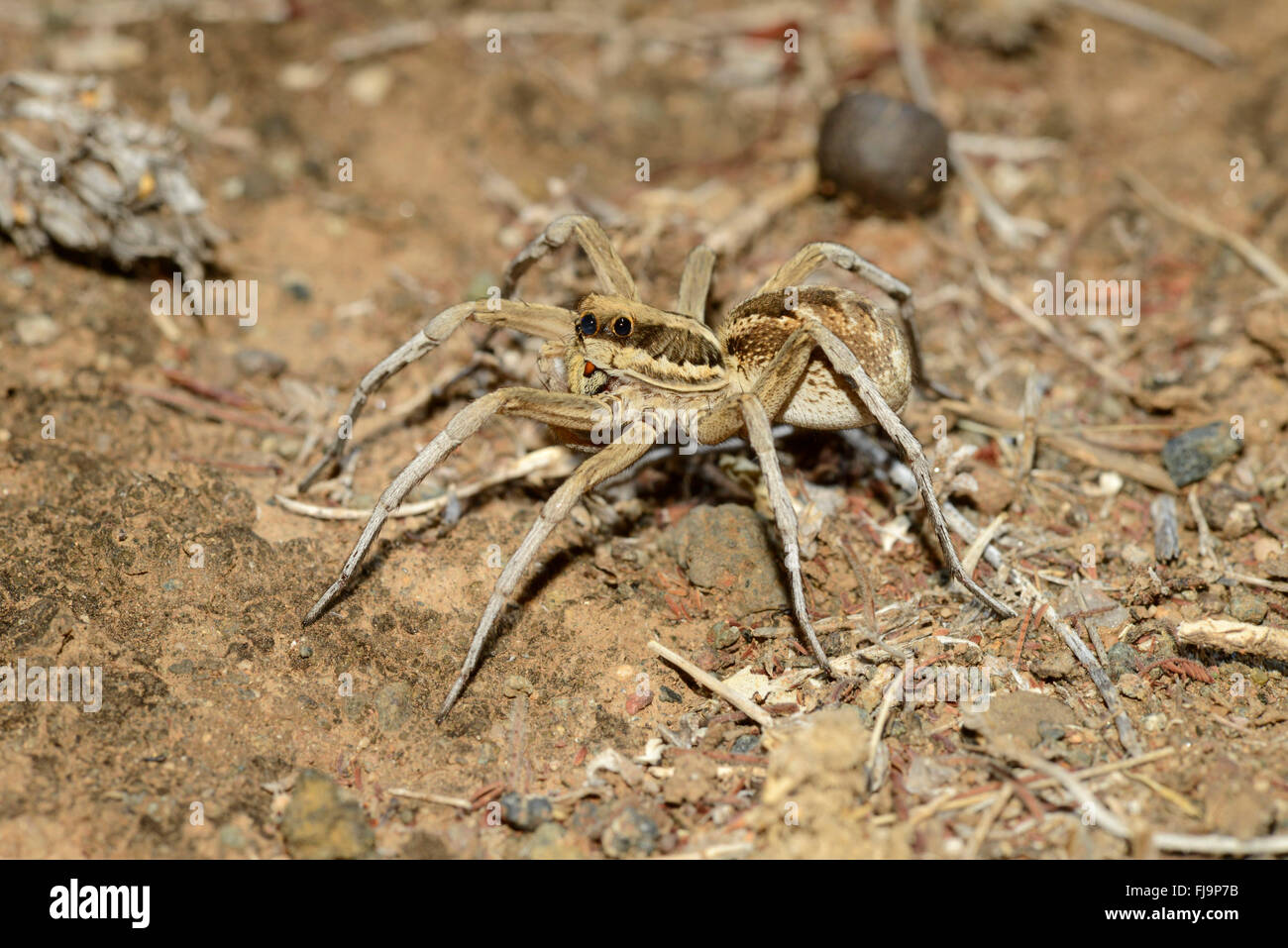 African Wolf Spider (Lycosidae) Shaba National Reserve, Kenya, October ...