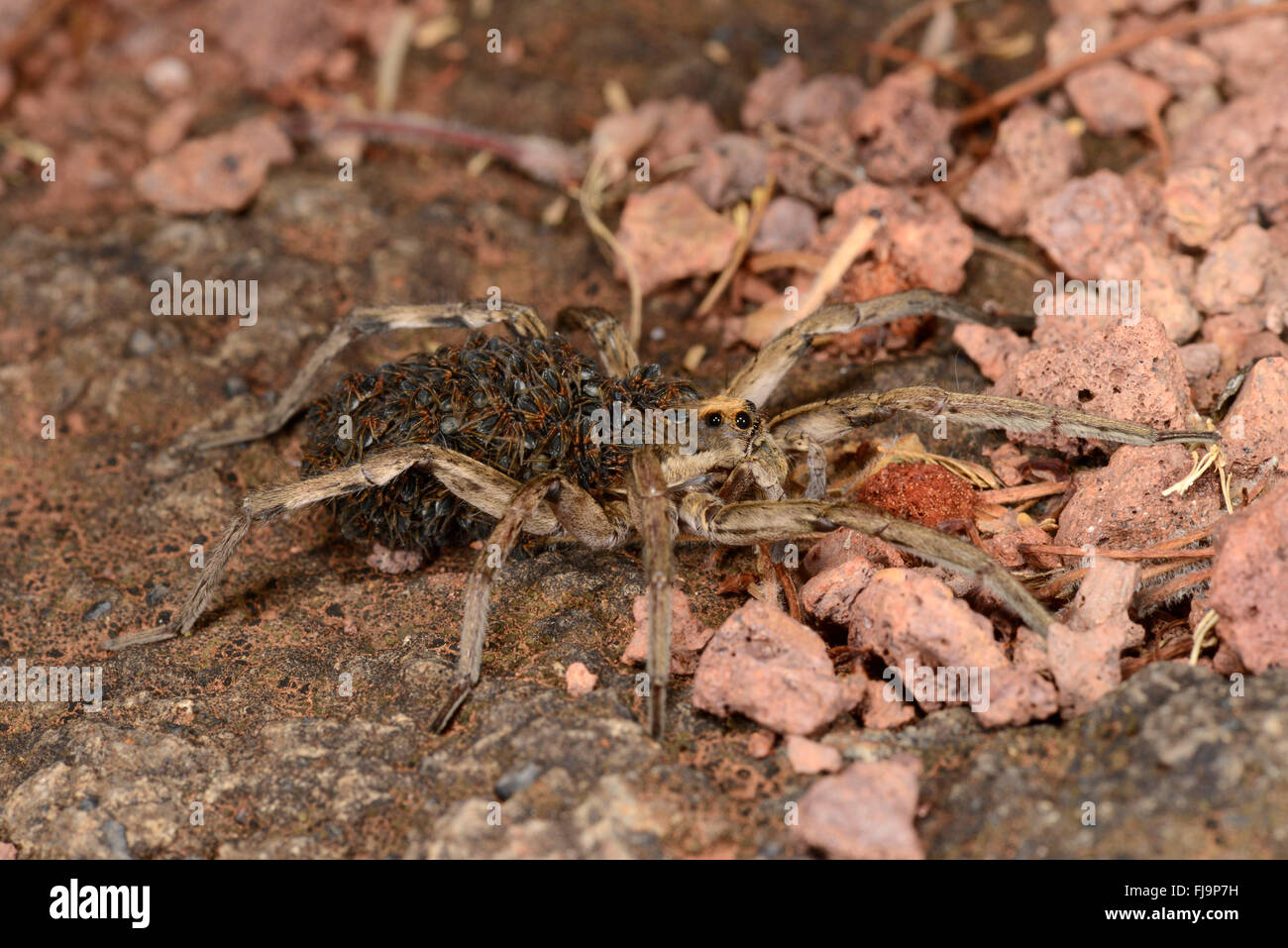 Young wolf hi-res stock photography and images - Alamy