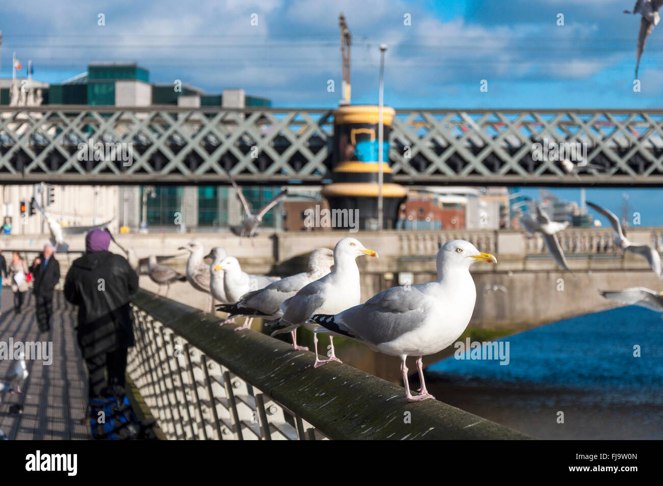 Seagulls by River Liffey in Dublin, Ireland Stock Photo - Alamy