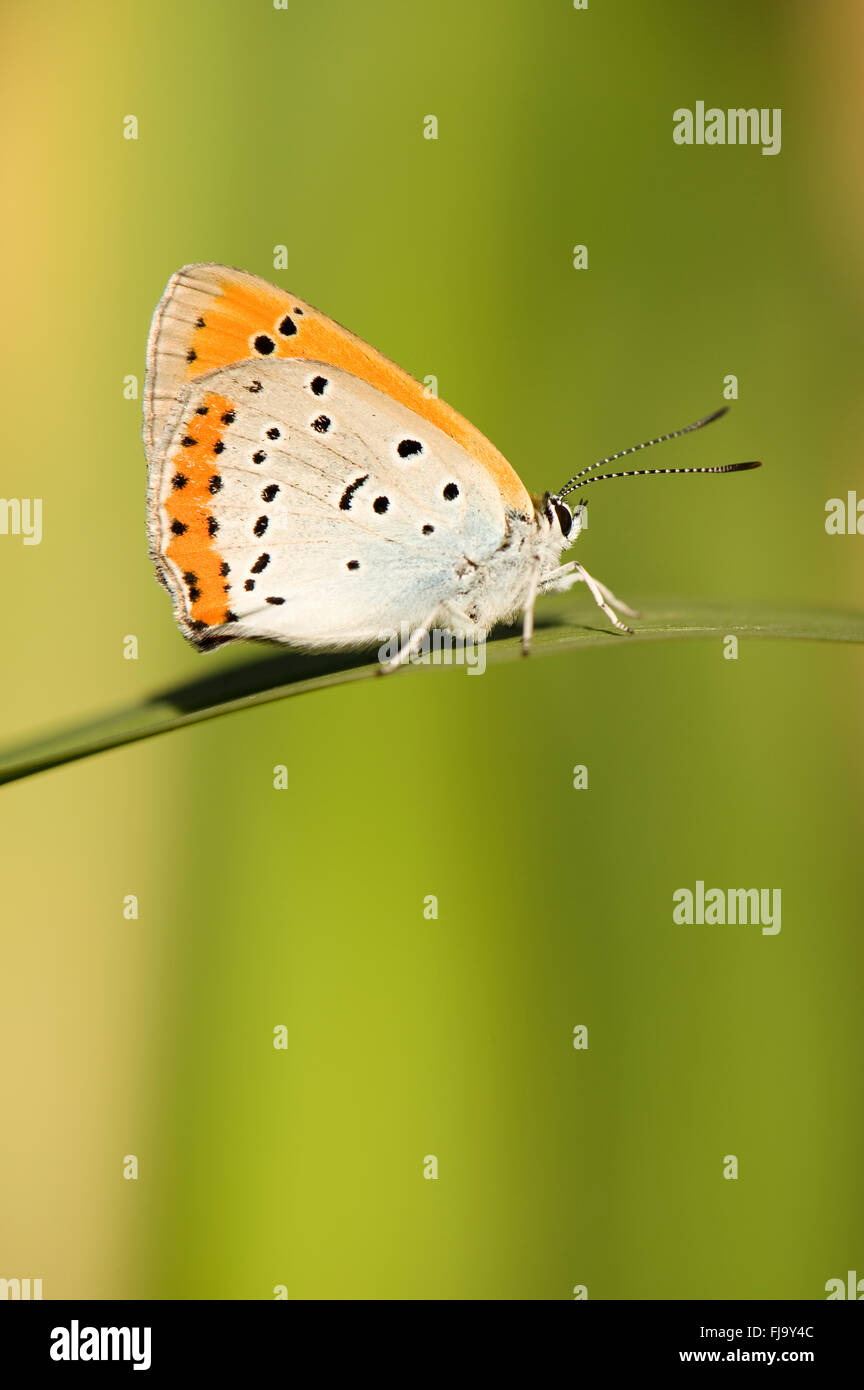 large copper butterfly,lycaena dispar Stock Photo - Alamy