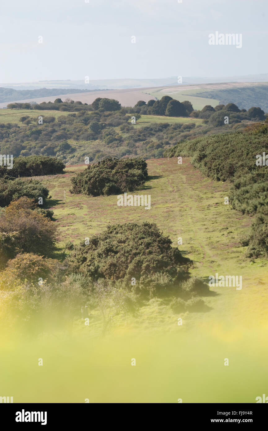 Lullington Heath National Nature Reserve,a fragment of an extremely ...