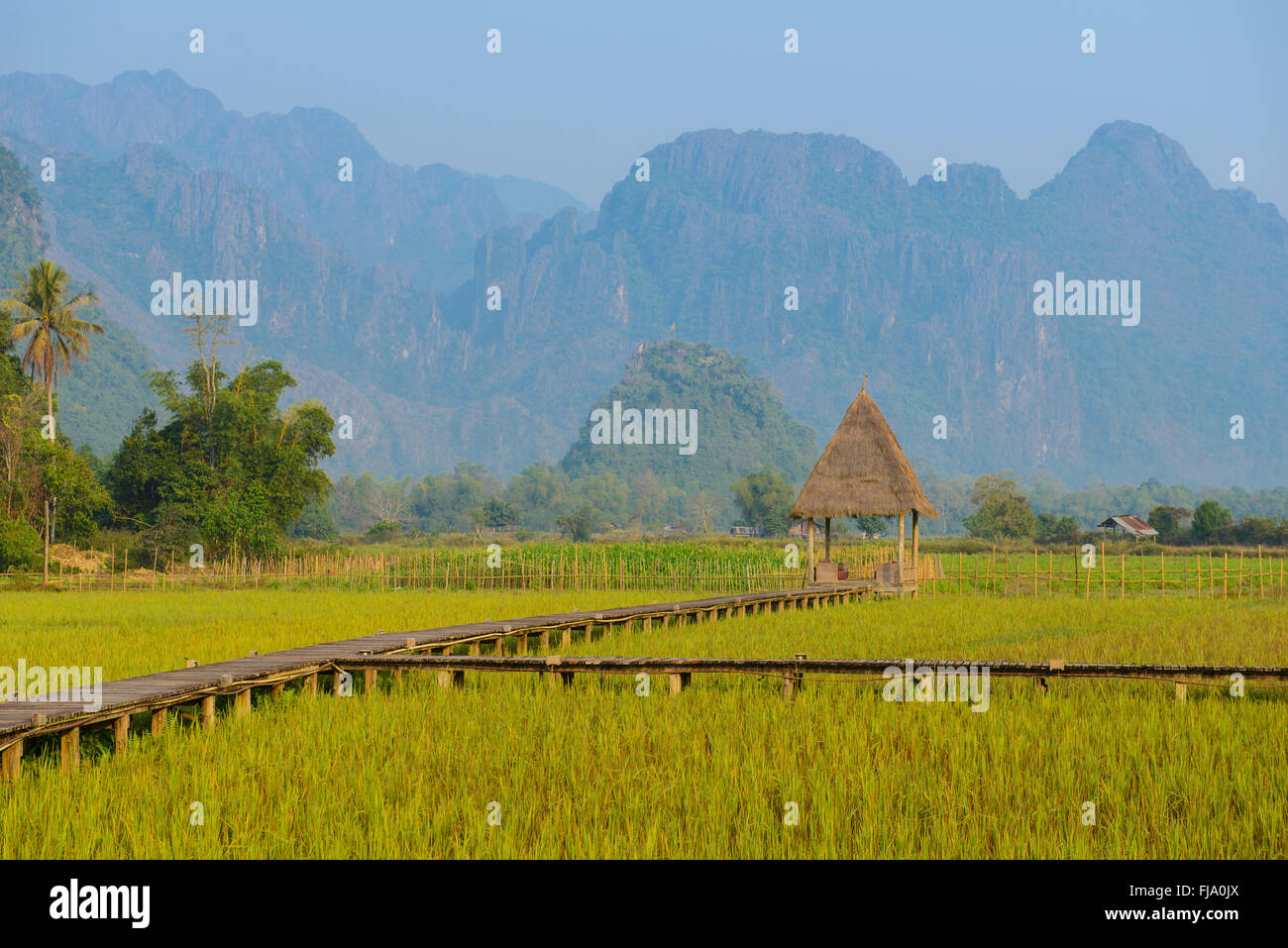 Rice fields farm at Laos Stock Photo - Alamy
