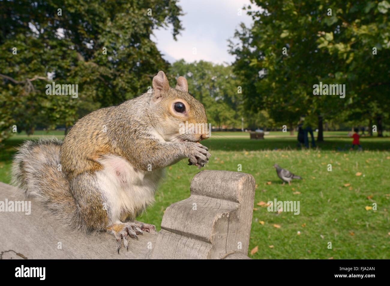 Grey squirrel (Sciurus carolinensis) sitting on a park bench eating an ...