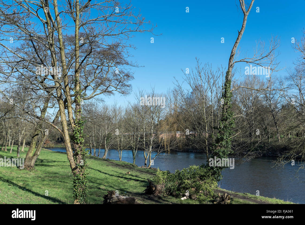 Up-rooted tree on the bank of the River Taff, Bute Park, Cardiff Stock ...