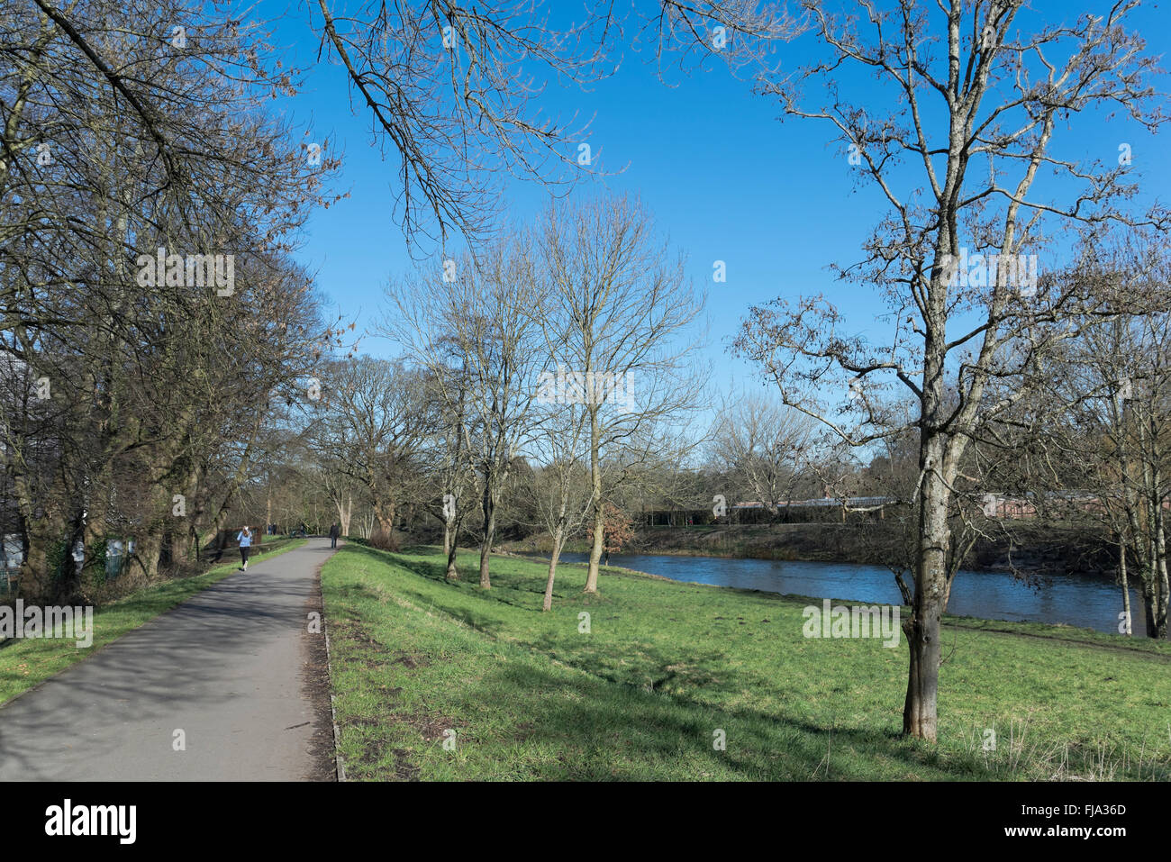 Jogger and walker on the Taff Trail path, next to teh River Taff, Bute ...