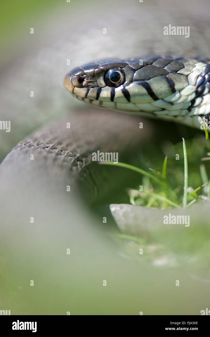 FEMALE GRASS SNAKE,NATRIX NATRIX, GREAT BRITAIN Stock Photo - Alamy