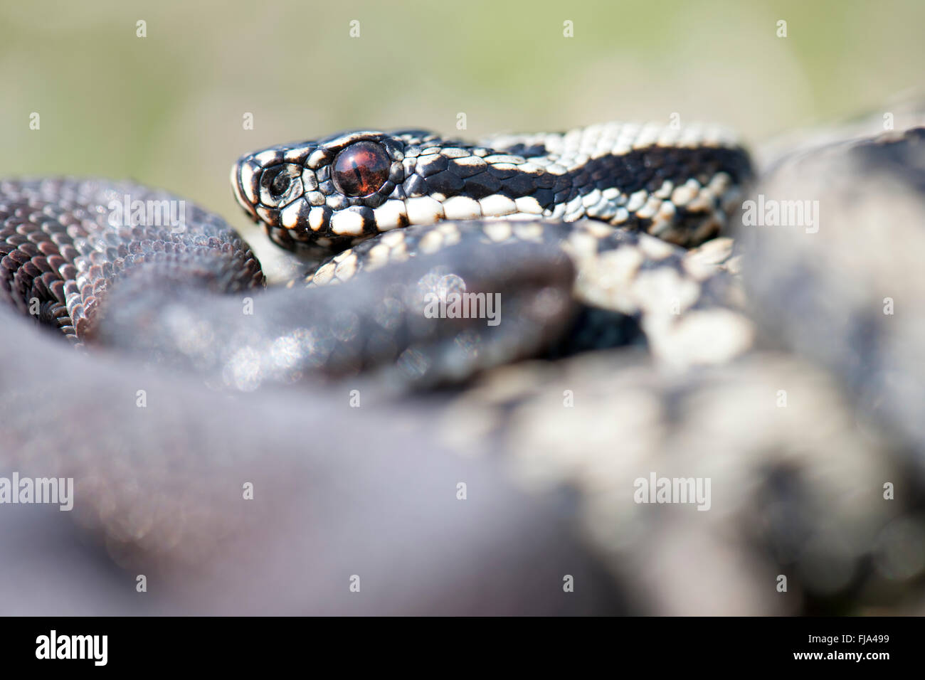 ADDER,VIPERA BERUS, GREAT BRITAIN Stock Photo - Alamy