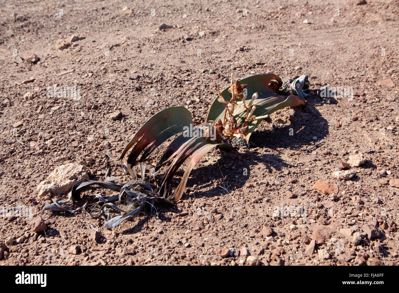 Welwitschia mirabilis flower hi-res stock photography and images - Alamy