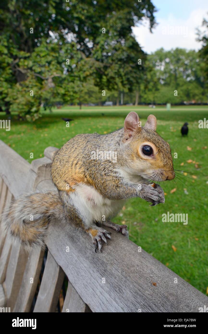 Grey squirrel (Sciurus carolinensis) sitting on a park bench eating an ...