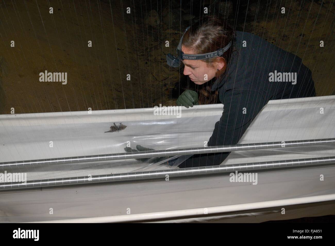 Wiltshire Bat Group member retrieving a bat from the collecting trough ...