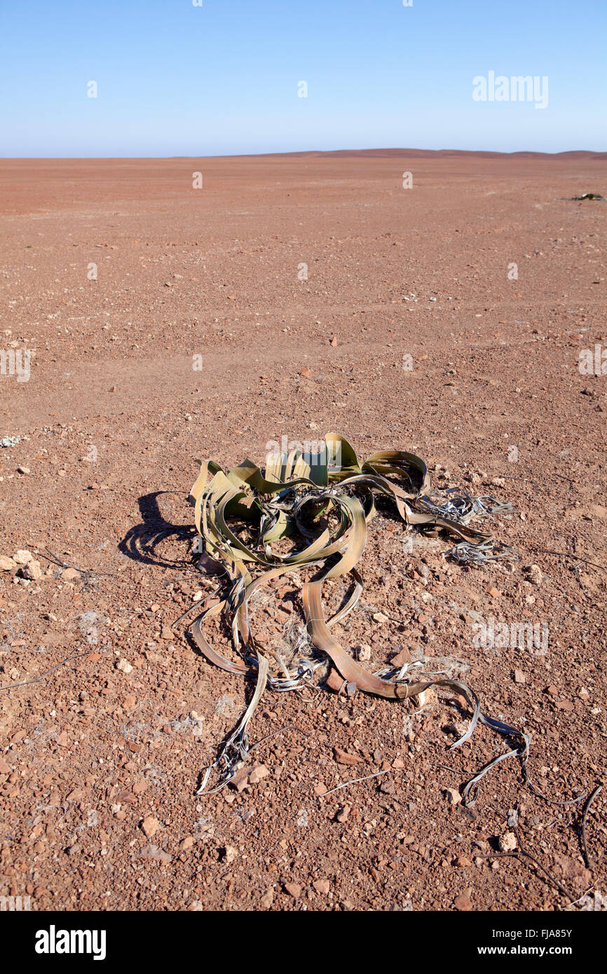 Welwitschia flower hi-res stock photography and images - Alamy