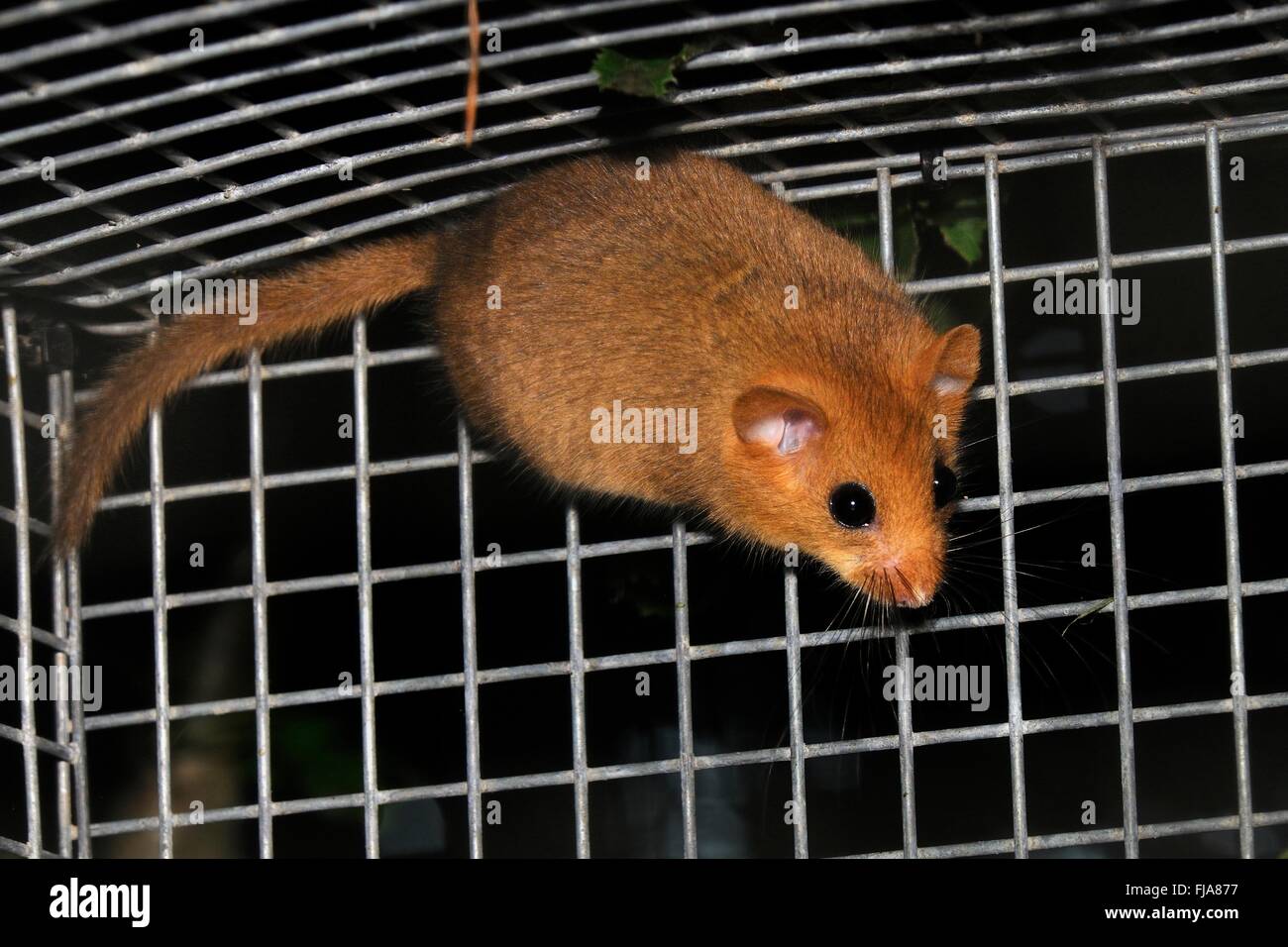 Hazel dormouse (Muscardinus avellanarius) exploring a "soft release ...