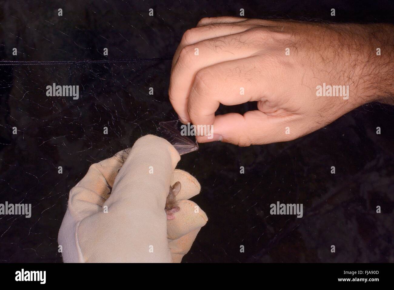 Natterer's bat (Myotis nattereri) being extracted from a mist net ...