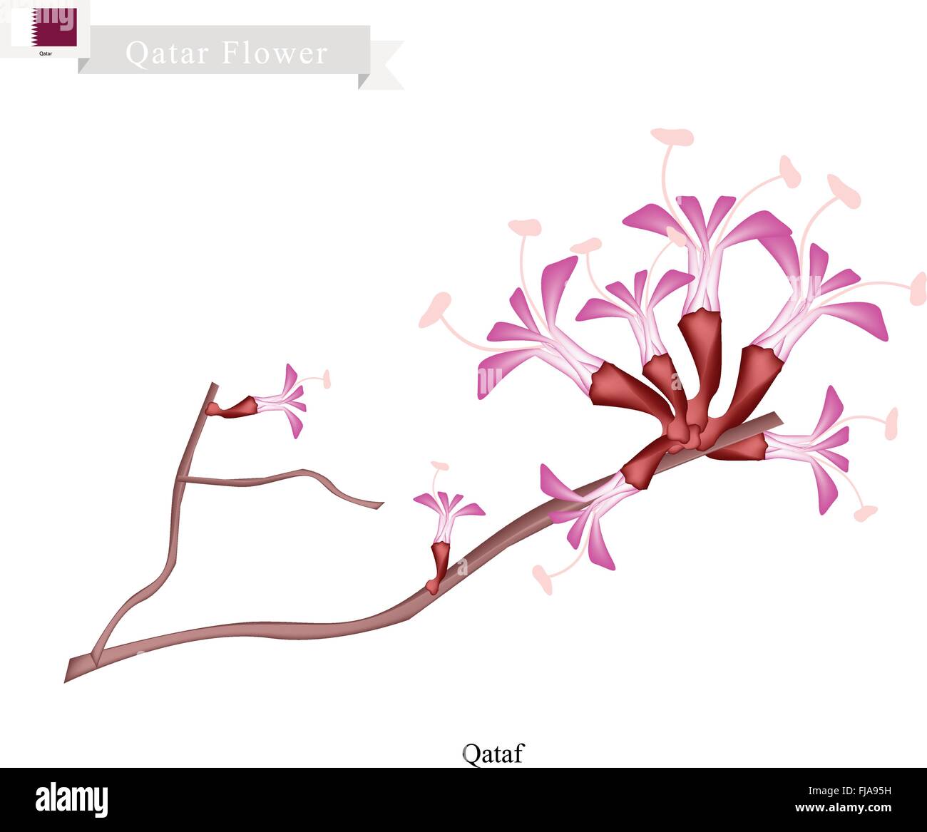 Qatar Flower, Illustration of Pink Qataf Flowers. The National Flower ...
