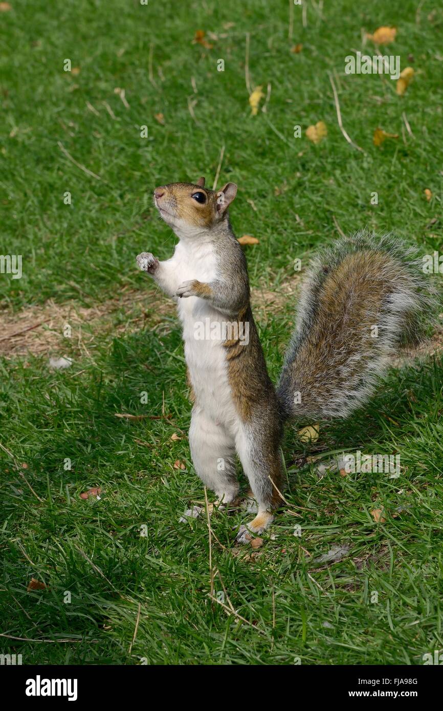 Upright squirrel hi-res stock photography and images - Alamy