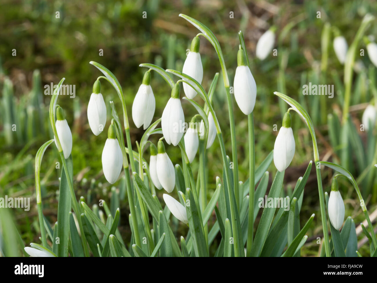 Snowdrops in bloom Stock Photo - Alamy