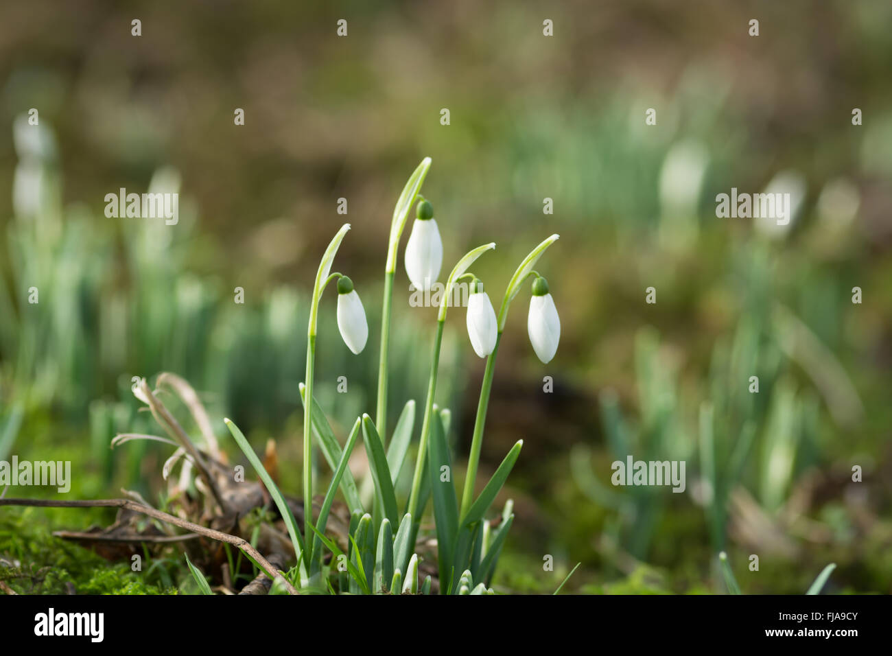 Snowdrops in bloom Stock Photo - Alamy