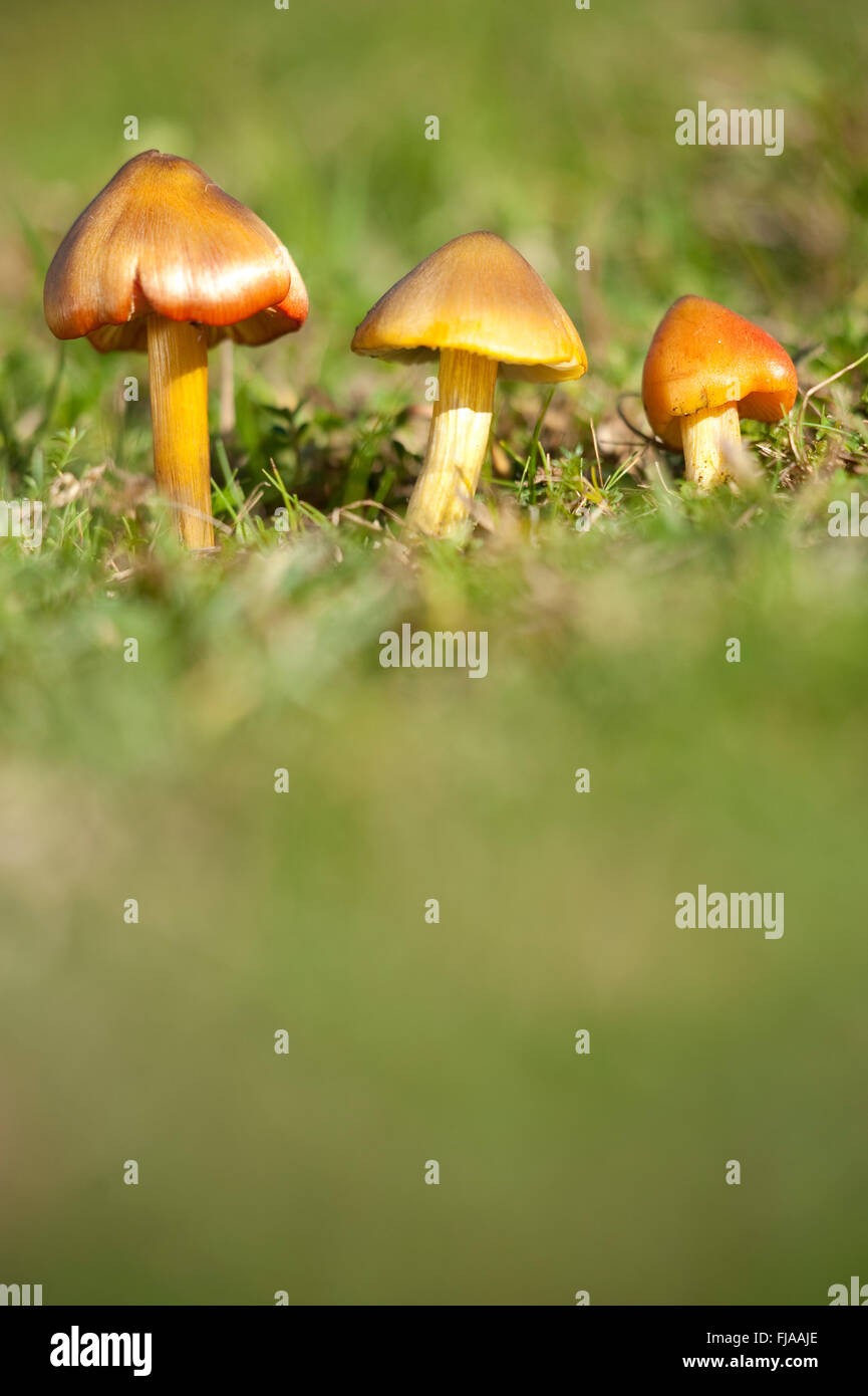Blackening waxcap fungi hi-res stock photography and images - Alamy