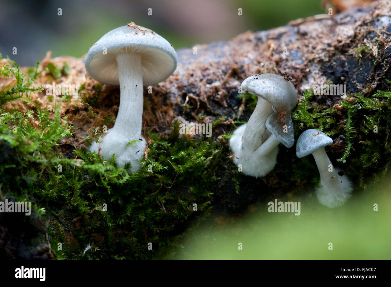 ANISEED FUNNEL,CLITOCYBE ODORA FRUITING BODY OF FUNGI Stock Photo - Alamy