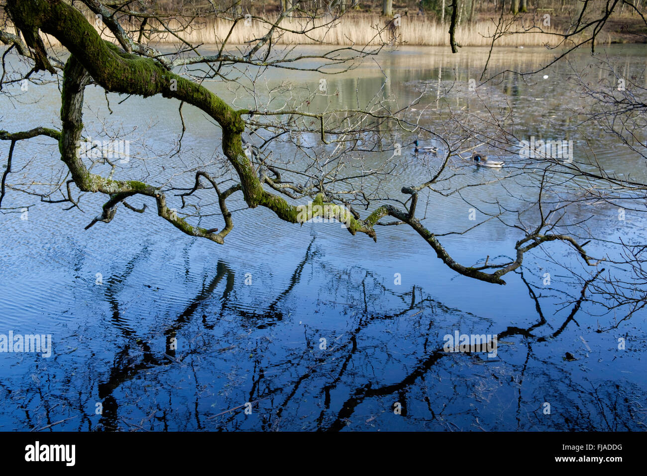 Reflections in still water hi-res stock photography and images - Alamy