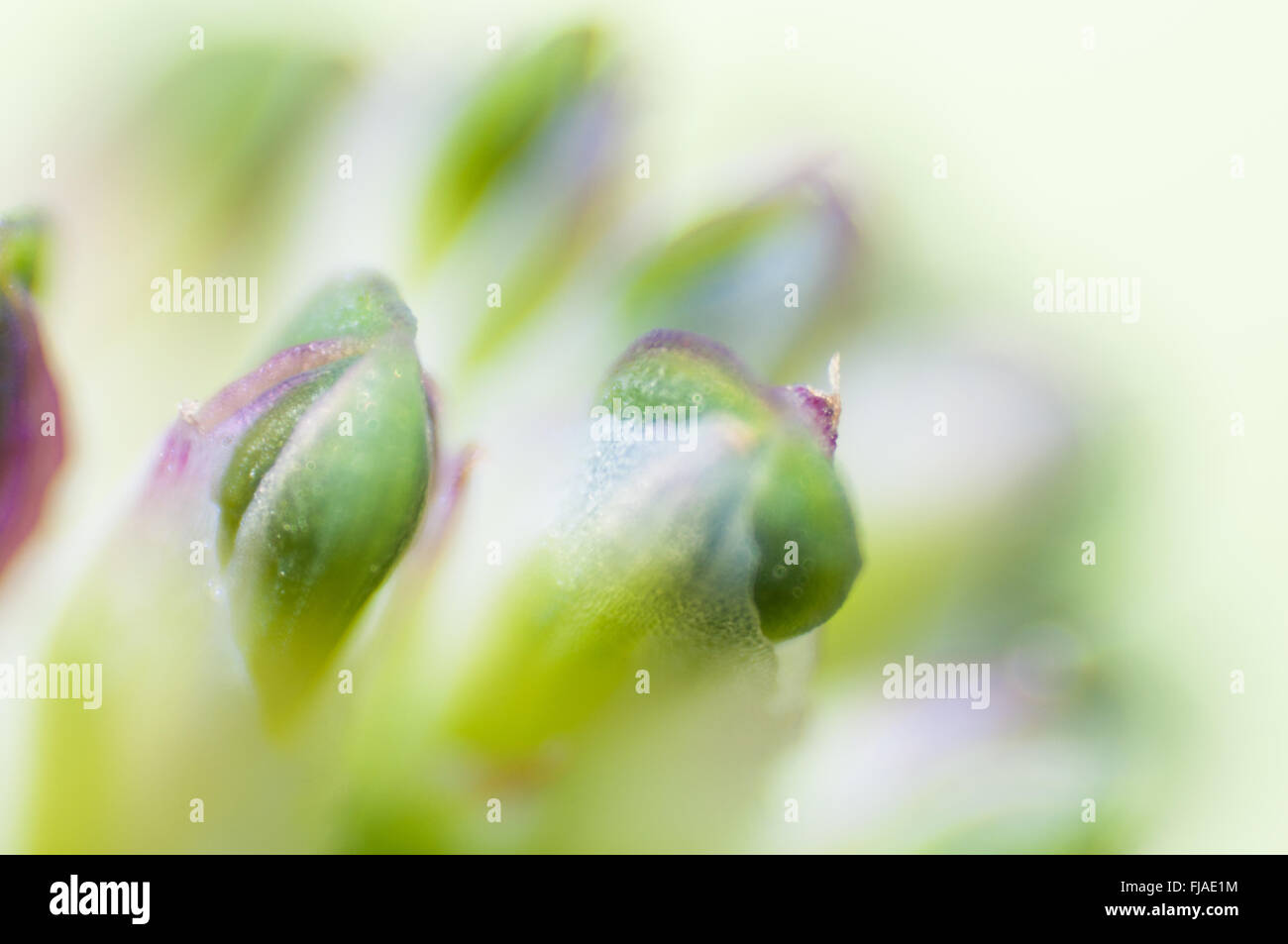 Macro verbena officinalis hi-res stock photography and images - Alamy