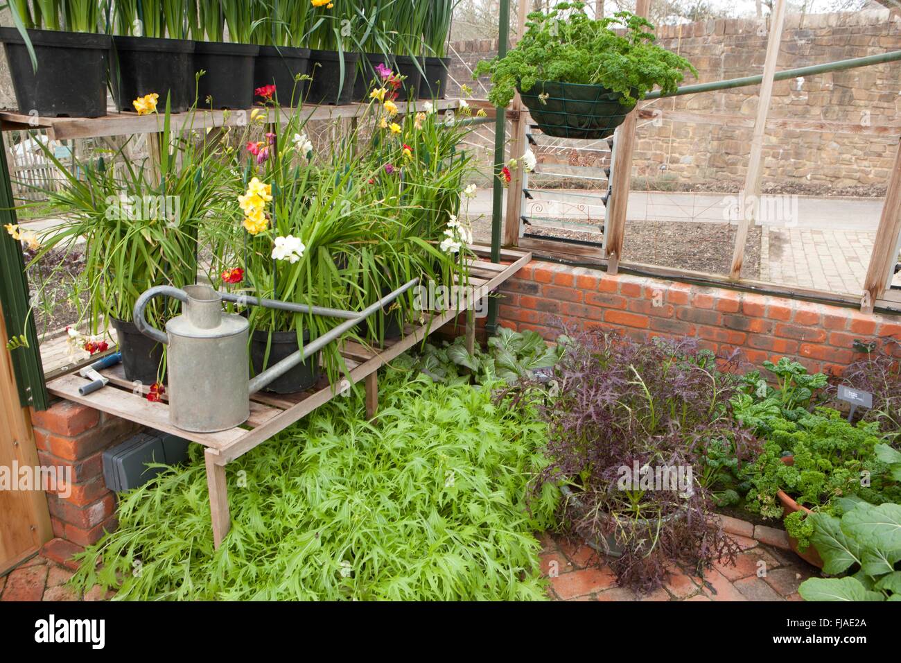 Century plant long green hi-res stock photography and images - Alamy