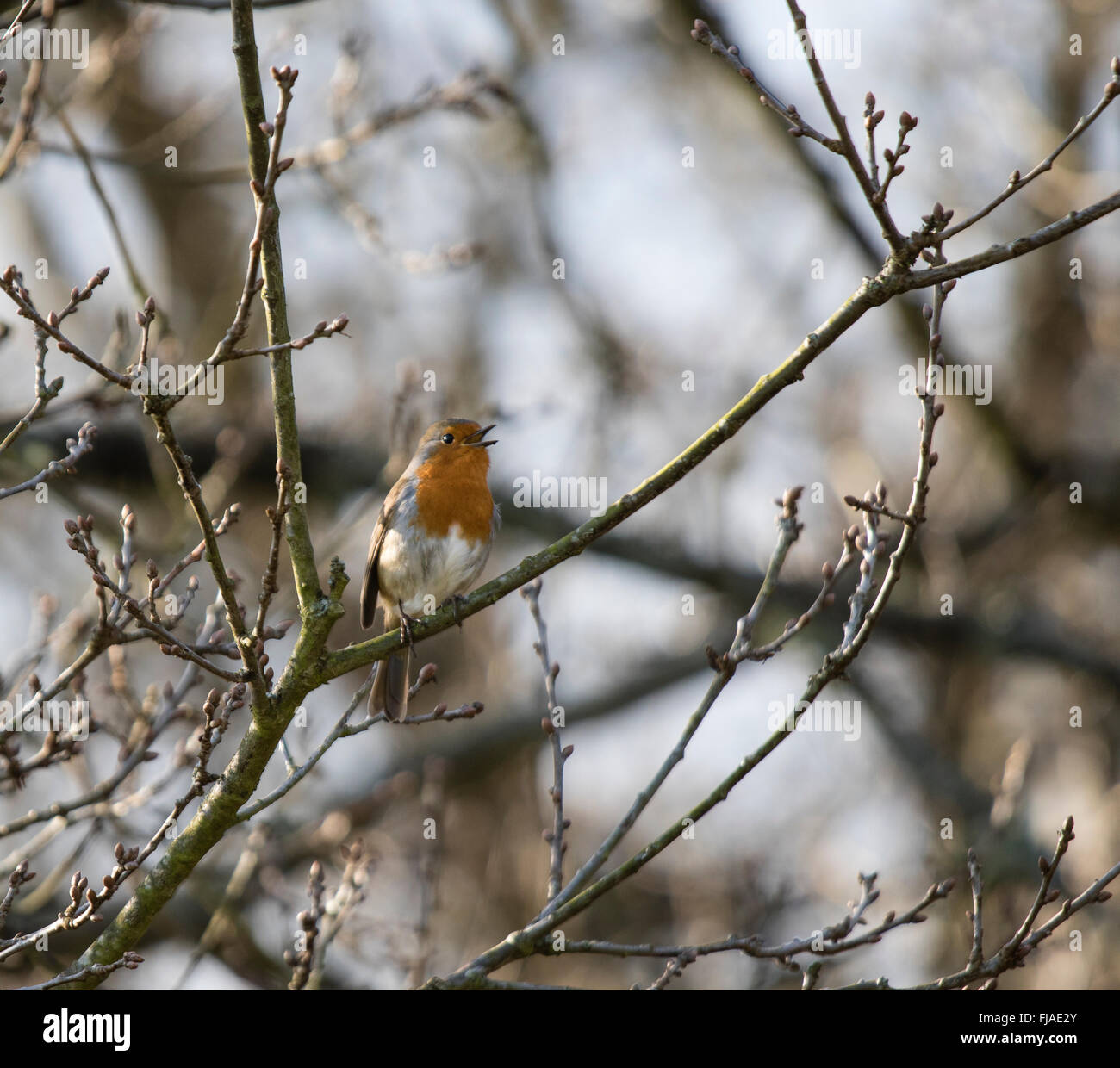 A robin singing on the branch of a tree to herald the arrival of Spring ...
