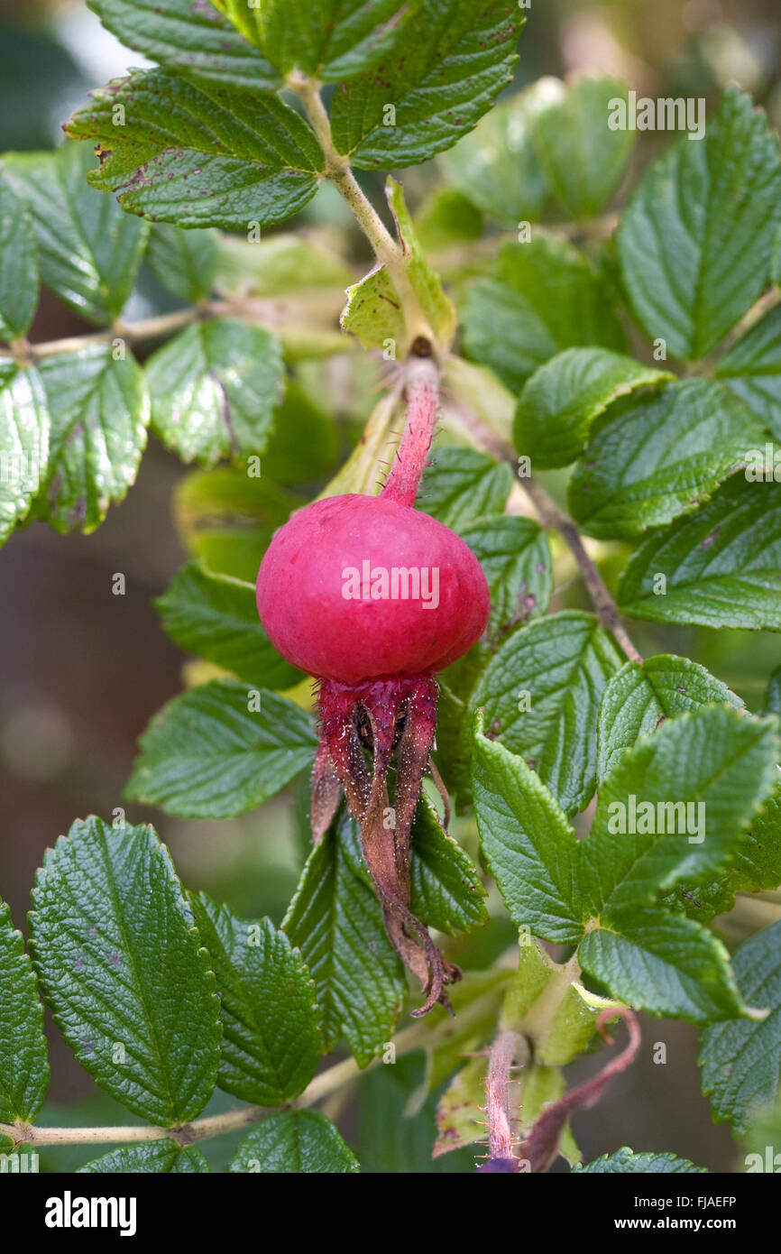 Rosa rugosa hip in late summer. Rose hip Stock Photo - Alamy